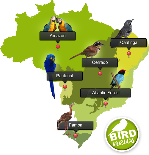 Birding Brazil Tours | The best Birding and Photography tour experience ...